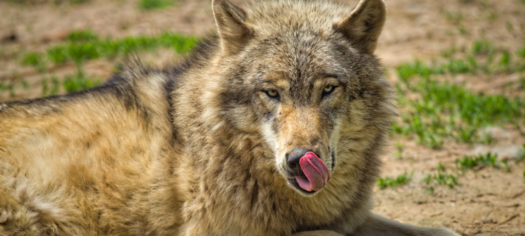 BARF für Hunde: Was kommt in den Napf? – Blog – Petcenter.ch AG