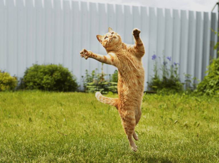 Jagdverhalten von Katzen – Blog – Petcenter.ch AG